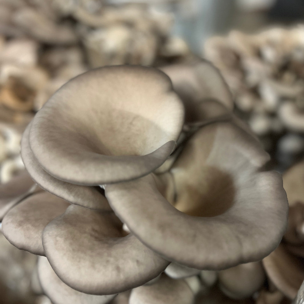 Fresh Cultivated Mushrooms – New Hampshire Mushroom Company LLC